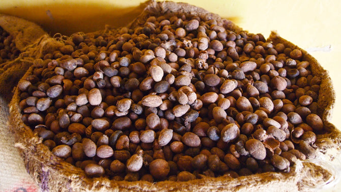 Shea Butter Benefits – TAMA Cosmetics